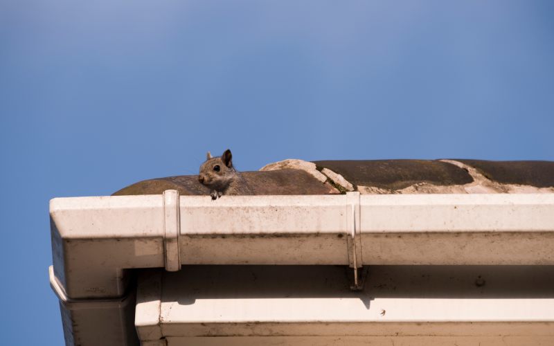 How to Get Rid of Squirrels in Your Attic Space